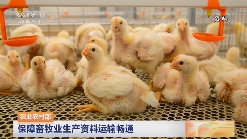 [中国三农报道]农业农村部 保障畜牧业生产资料运输畅通