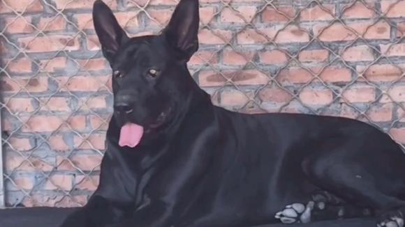 国产黑狼犬,全名为墨界黑狼犬,中国人的骄傲!