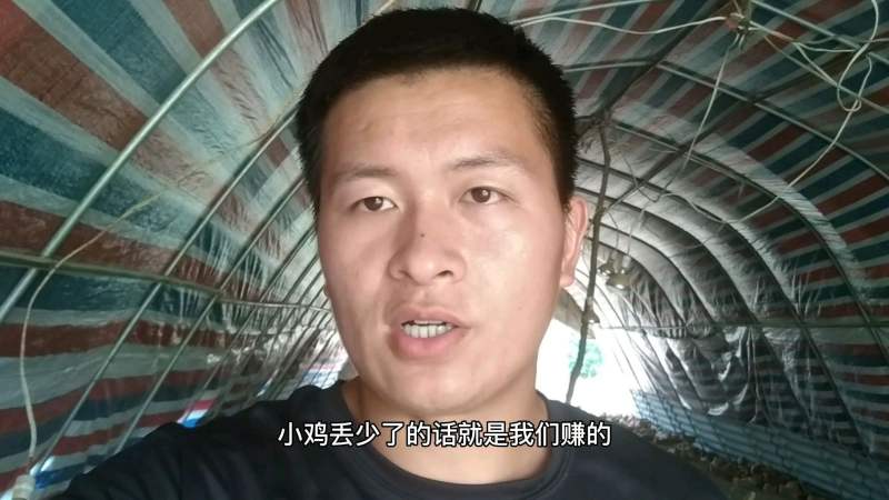 怎样控制养殖成本,从 鸡苗开始!4300只鸡苗才4620元