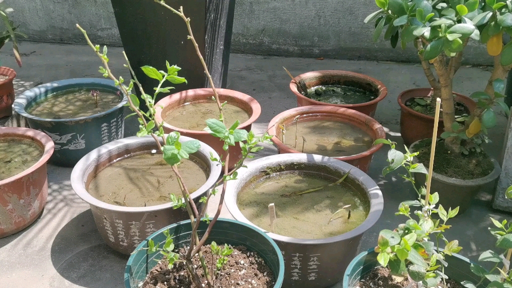 蓝莓新手记录蓝莓苗生长情况(1)