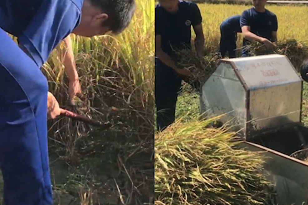 太给力!消防员下乡宣传遇老农独自收稻:3小时干完老农3天农活