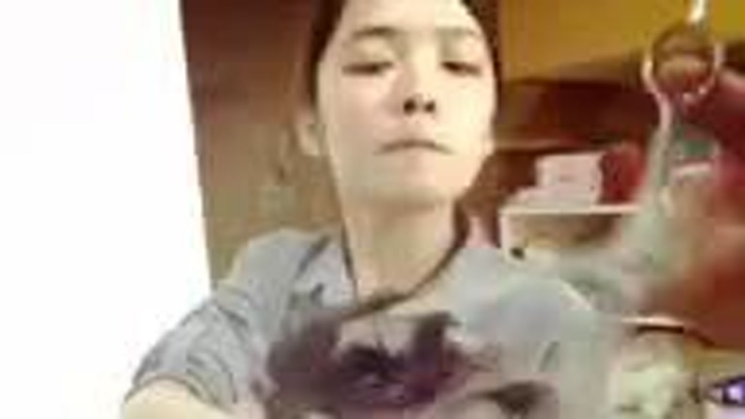 北京摩登宠物美容师培训学校-雪纳瑞美容视频教程