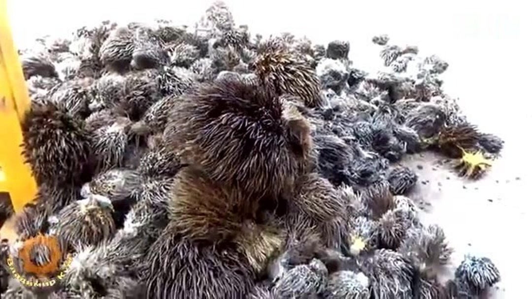 棕榈果是这样榨成油的, 第一次见识, 涨姿势了