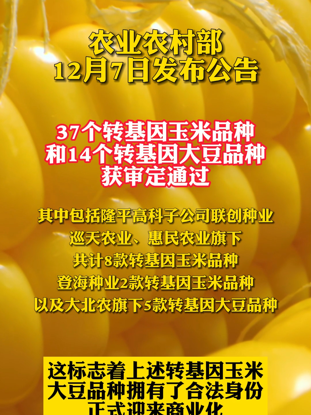 51个转基因品种获审定通过
