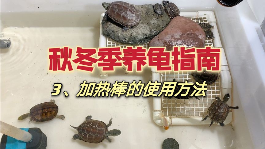 秋冬季养龟指南第三期,加热棒的使用方法和实际细节介绍