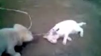 狗咬猫