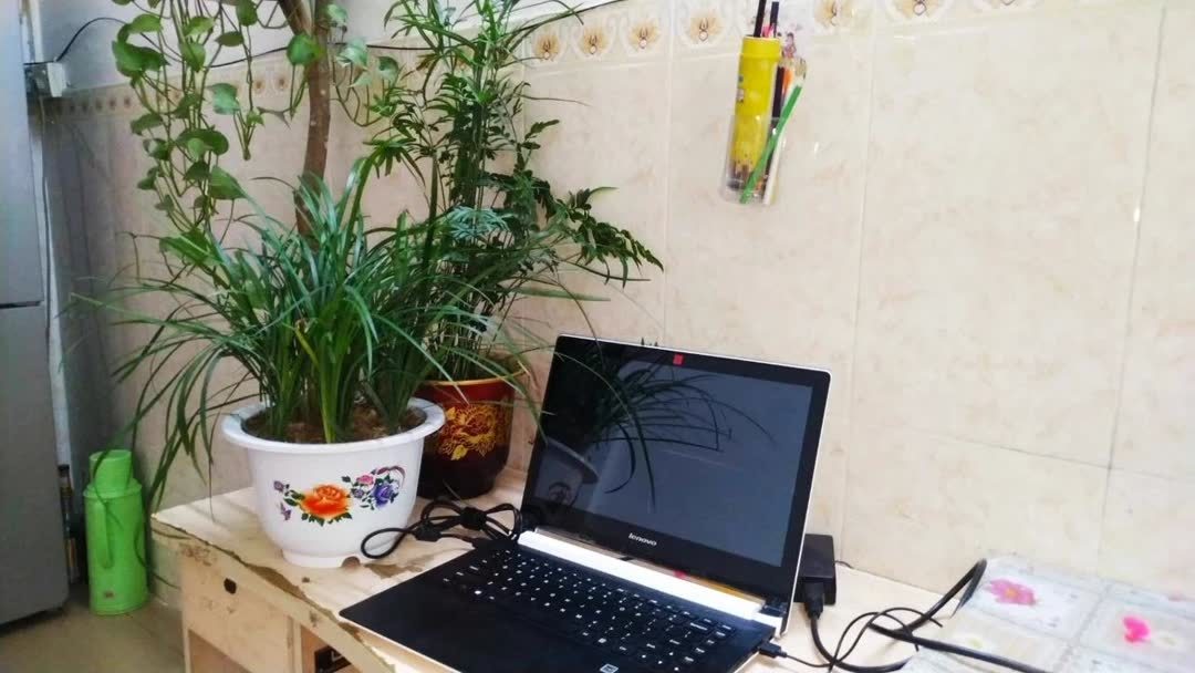 用麦冬苗装饰我的电脑桌面,摆几盆花后,感觉好像在森林里工作。