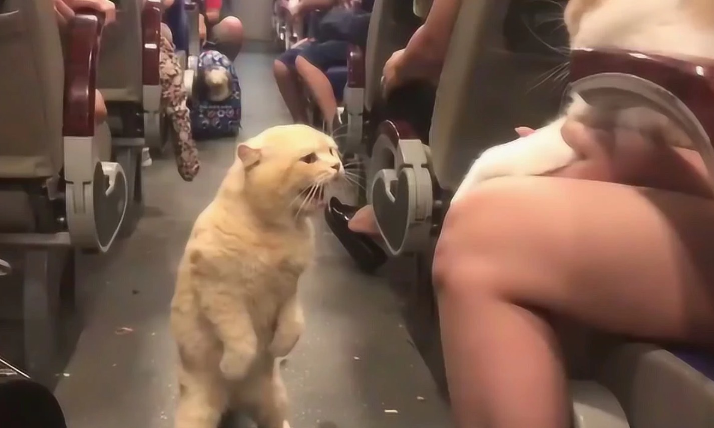 猫咪坐火车,回来发现主人抱着别的猫,瞬间发飙,猫:你给我下来