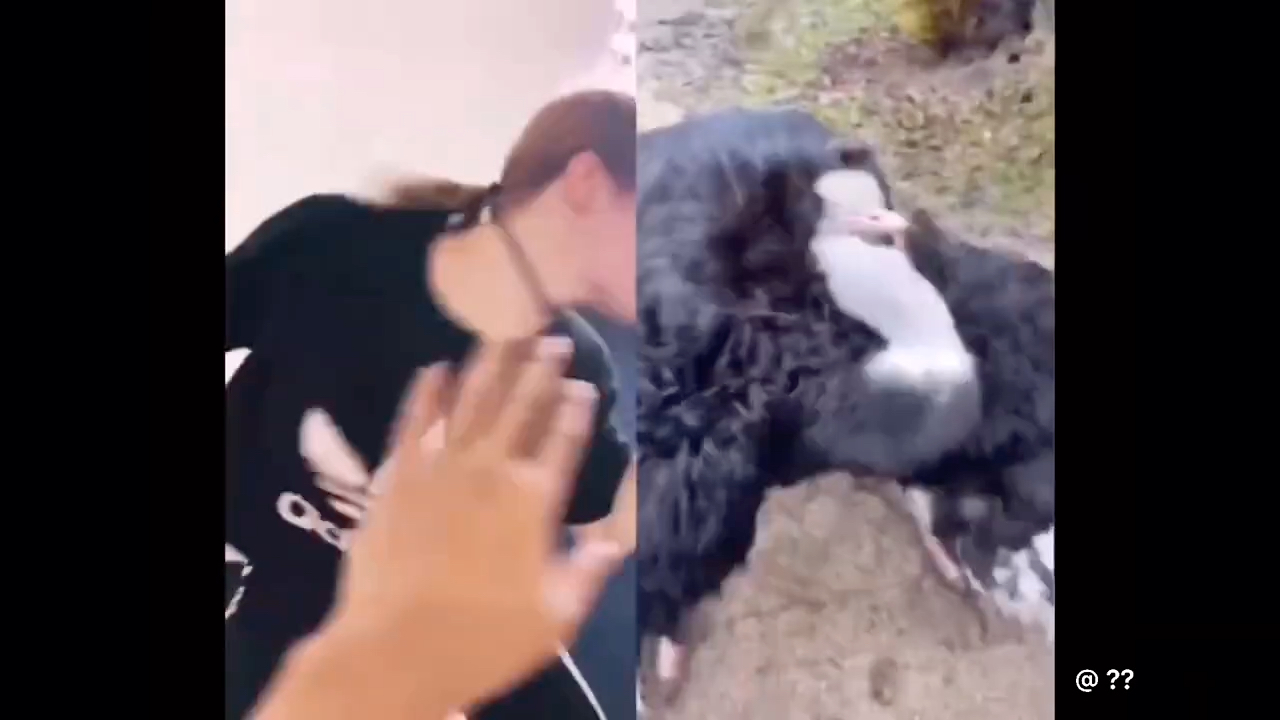 舞者妹子模仿搞笑动物视频跳舞…这次也是狠狠拿捏住了精髓