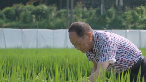 杂交水稻养活数十亿人,袁隆平为什么未获诺贝尔奖?标准是什么?