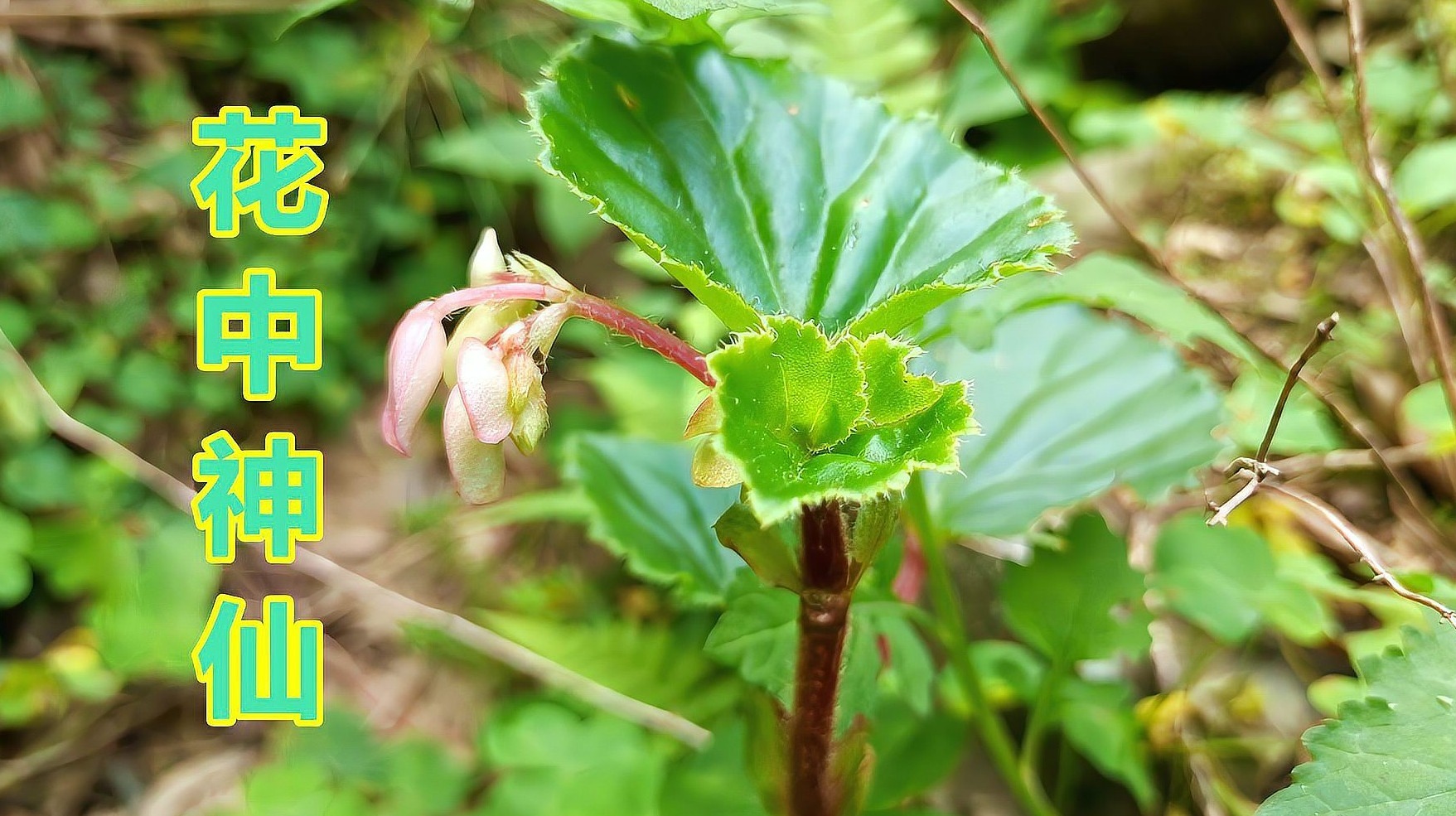 水沟边的"断肠花",没想到是花中神仙,很少人知道它的药用价值