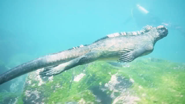 男子海底潜水,称拍到"哥斯拉",原来他就是哥斯拉原型