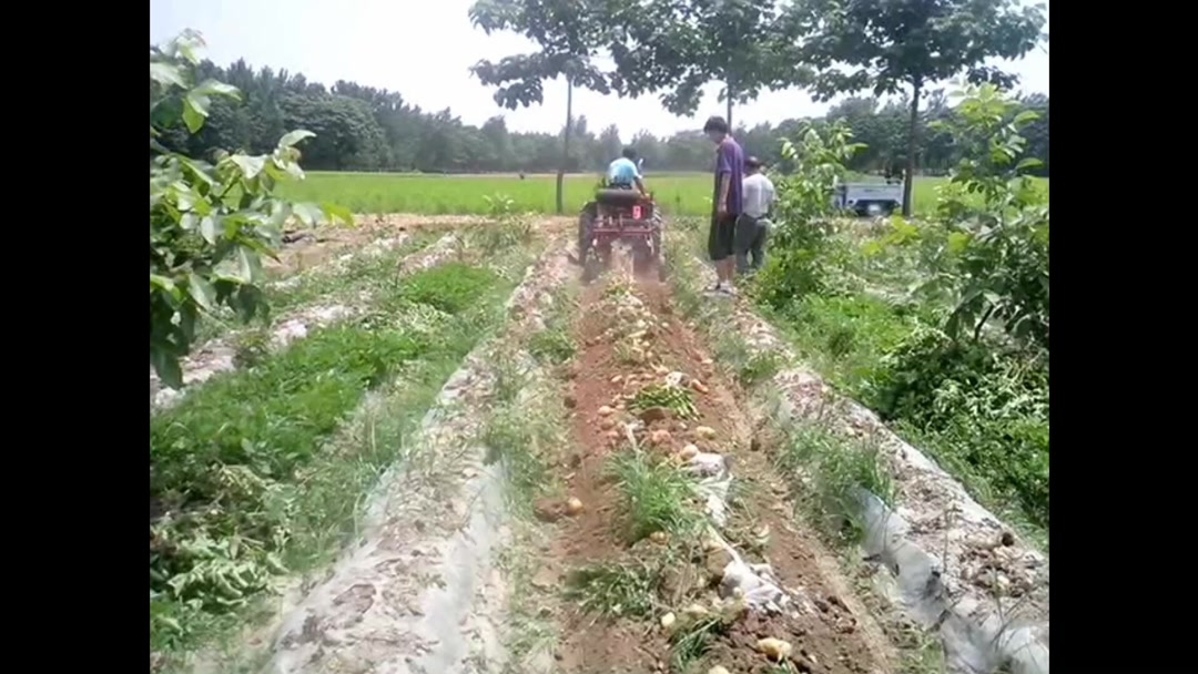 2015新型土豆收获机 马铃薯收获机 可带秧收获不破皮