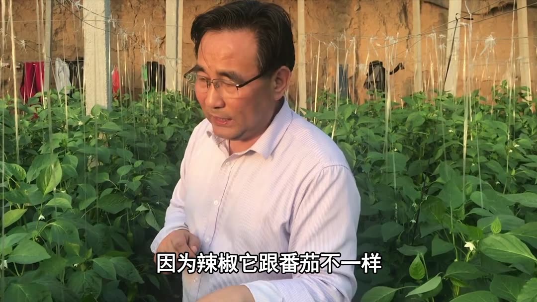 辣椒盛果期管理2大棚肥水气管理有机蔬菜辣椒高产种植技术实用