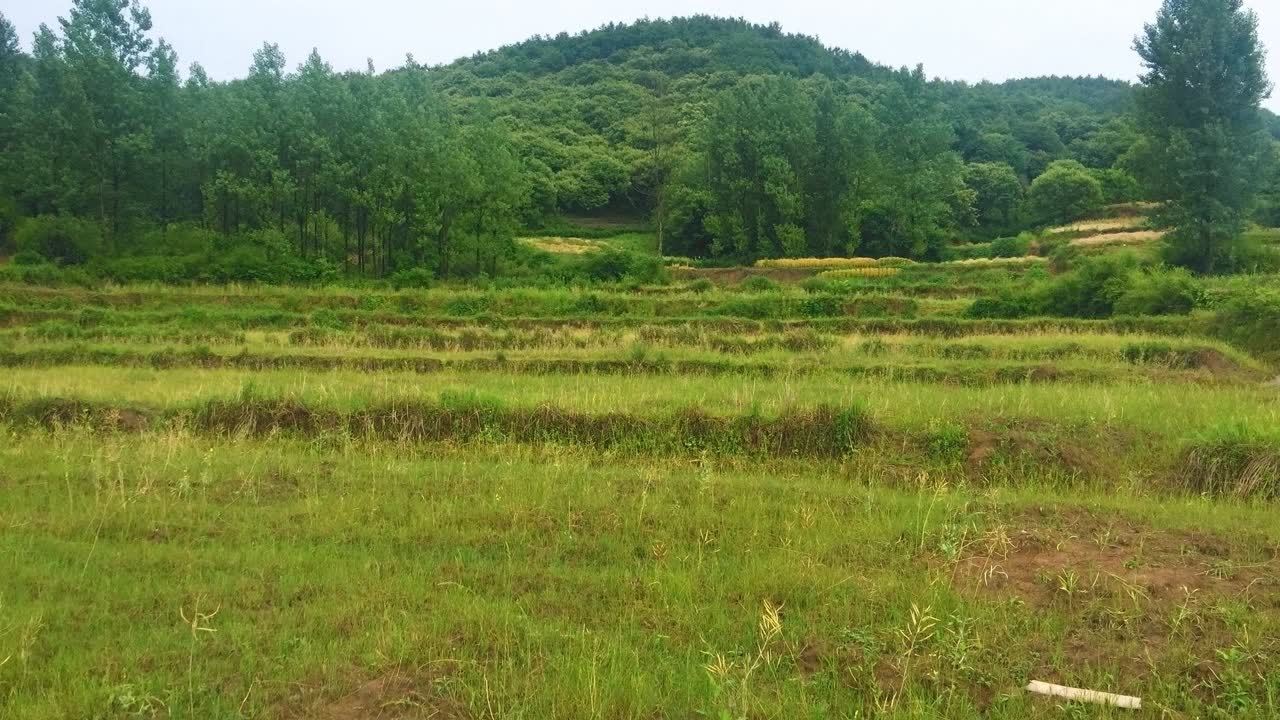 玄武官帽山,金星开窝地,风水大师王君植湖北看风水宝地现场视频