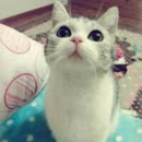 爱玩躲猫咪的猫 