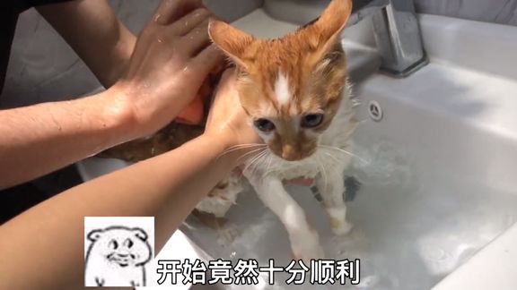 惊!深夜两男竟对小猫咪.