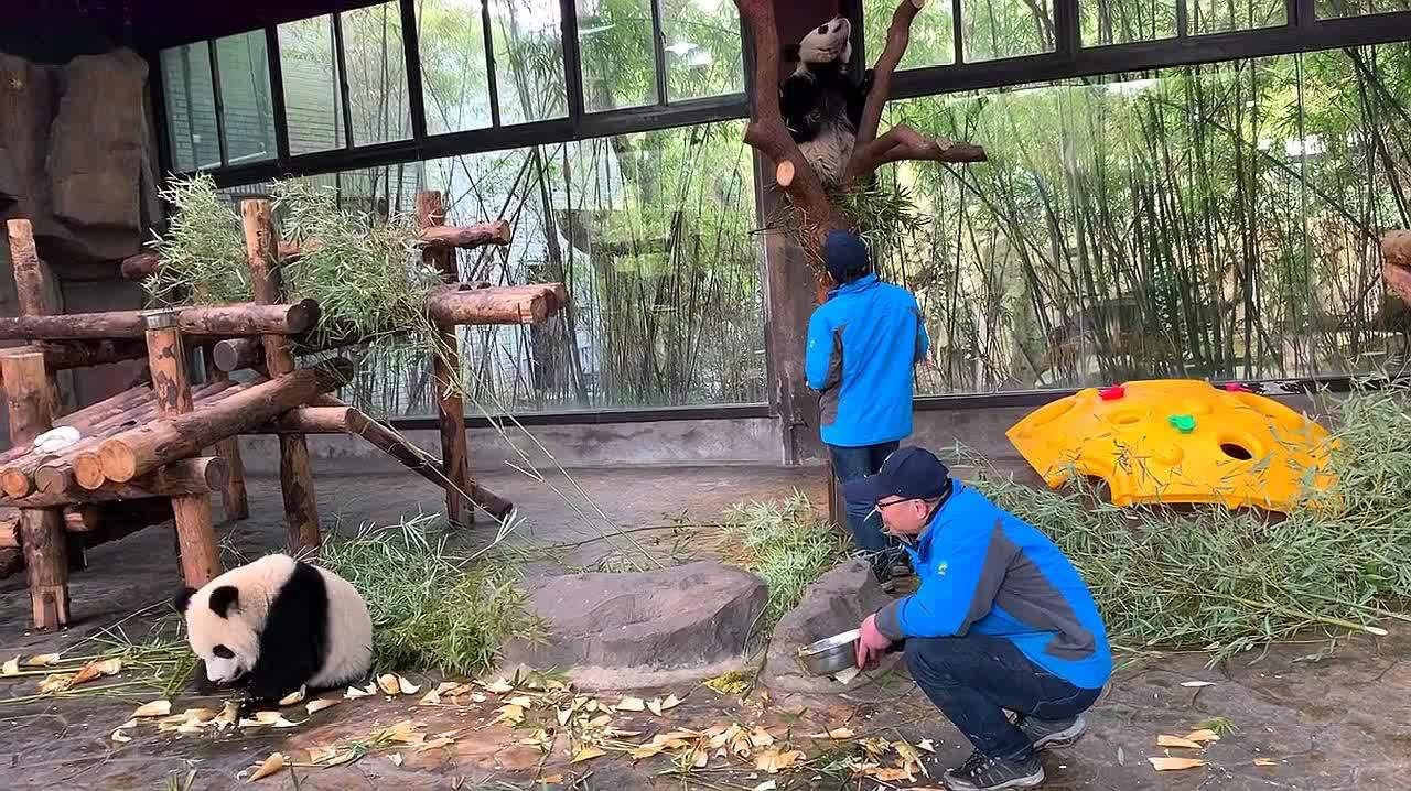 奶爸:少爷,不要啃笋皮了,咱家有矿,大小姐,下来坐好