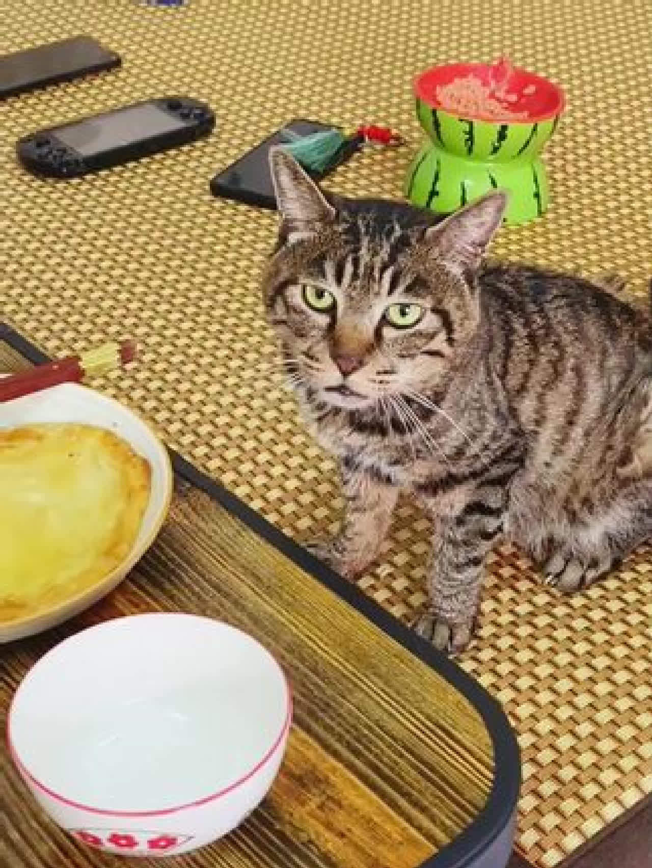 怎么能让它明白,它坐的是我的位置捏#透过镜头认识猫的世界 #你的猫...