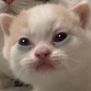 达克茶 