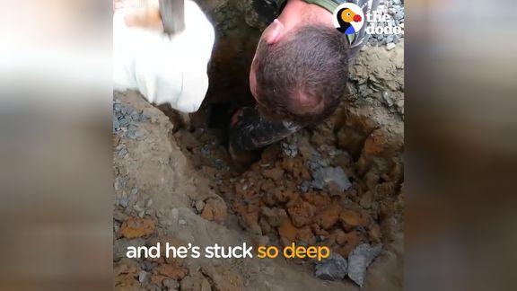 狗被困井下,幸亏抢救及时