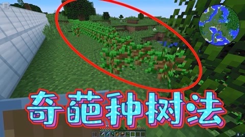 我的世界单人生存:树撸完了就得种树,这样种长大会变成什么样?
