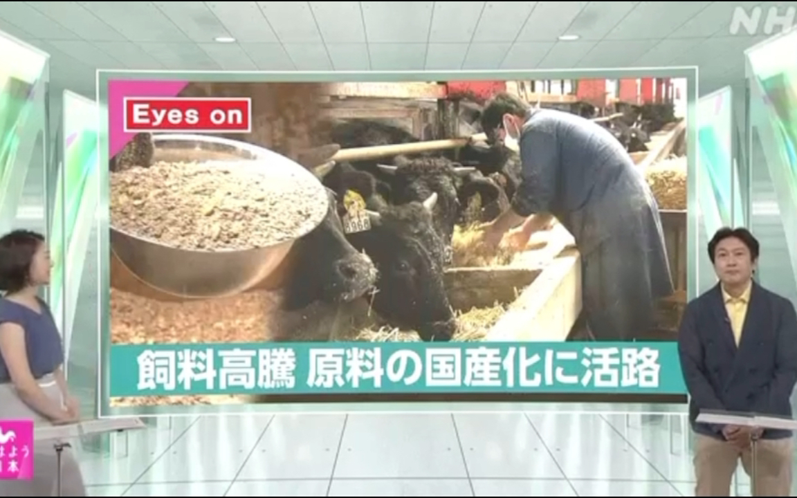 NHK报道 饲料价格猛涨 原料国产化才是活路