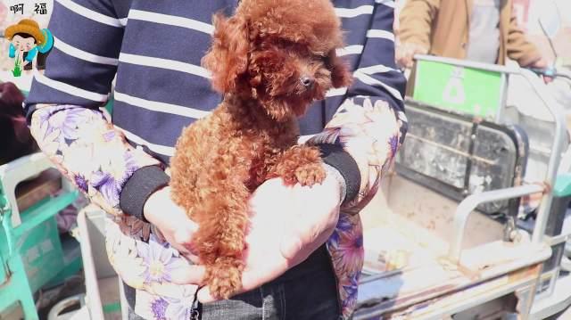 农村小伙逛狗市,宠物狗品种应有尽有,有你喜欢的吗