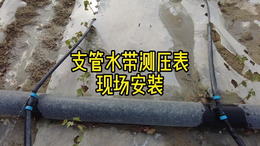 支管水带测压表带水安装。#农村#农民#棉花#玉米#棉农#节水灌溉