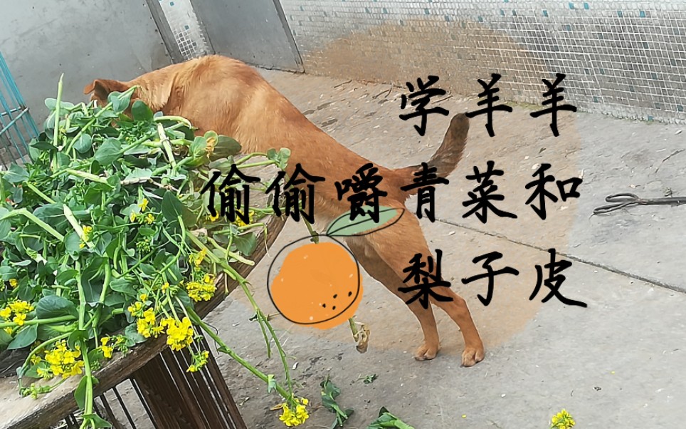 【小黄】偷偷嚼着羊羊不吃的梨子皮