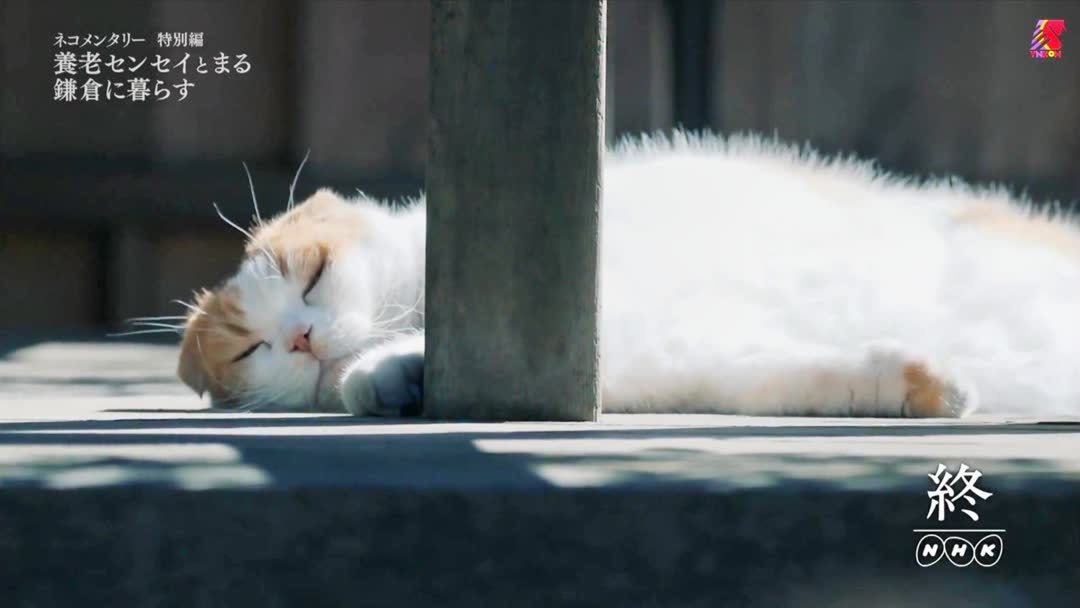 【NHK纪录片】猫咪记录片 猫与勺 -我是一只猫
