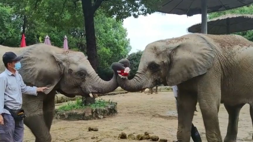 大象也要过七夕!动物园七夕情人节“对象”求婚示爱