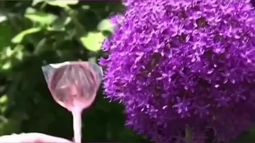 植物棒棒糖吃完后可以开花结果你相信吗