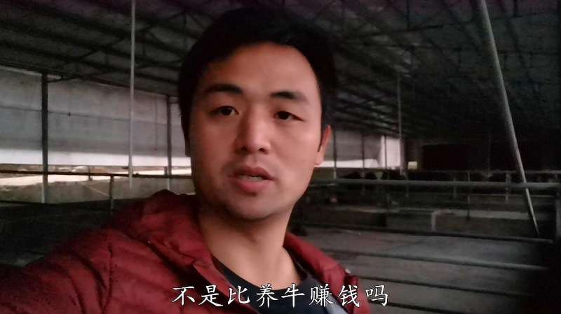 改造猪栏养牛,4个月投600000元,前景怎么样?听听小伙怎么说