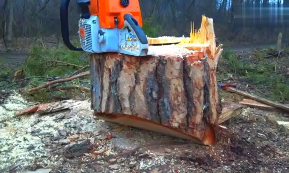 几十年的大树,看看牛人是怎么砍伐的,这方法太棒了
