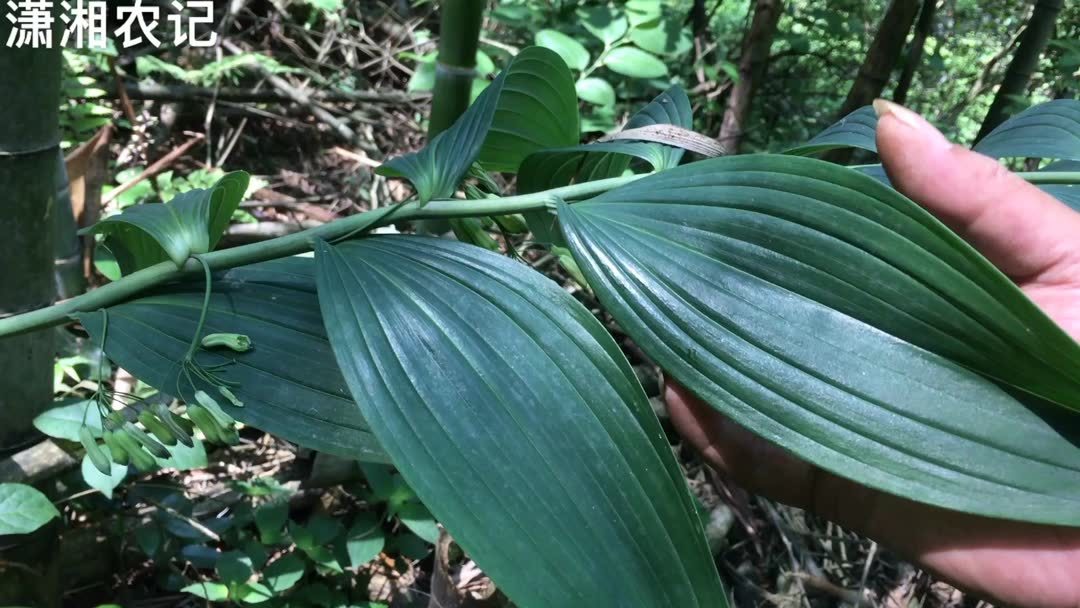 野生黄精认识吗?农村都挖来炖排骨和鸡肉,食用营养价值高