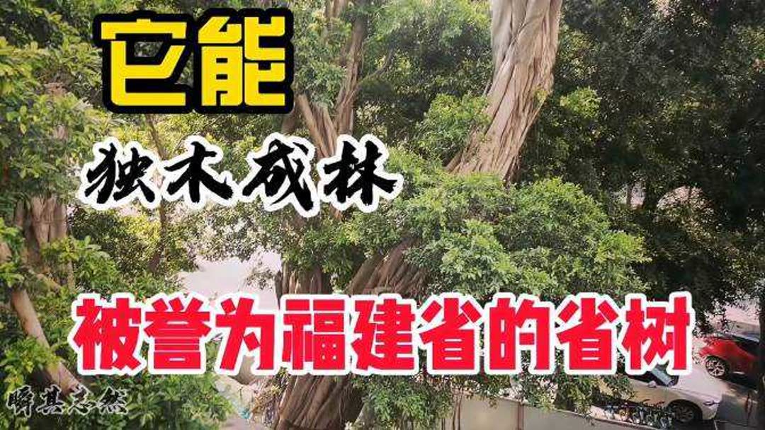 被誉为福建省的省树。独木成林说的也是它!扦插成活寄回家