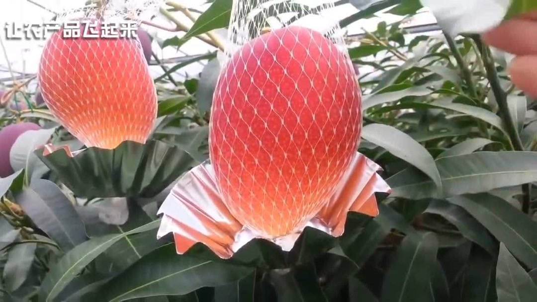 世界最贵芒果,日本太阳之子芒果种植技术视频解密