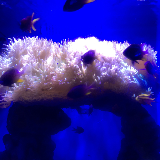 远望青山何为路 