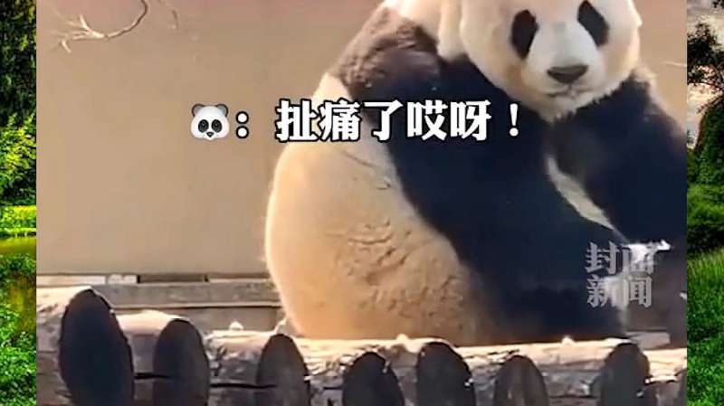 乌鸦薅熊猫屁股毛做窝,网友举报:这都不犯法?!