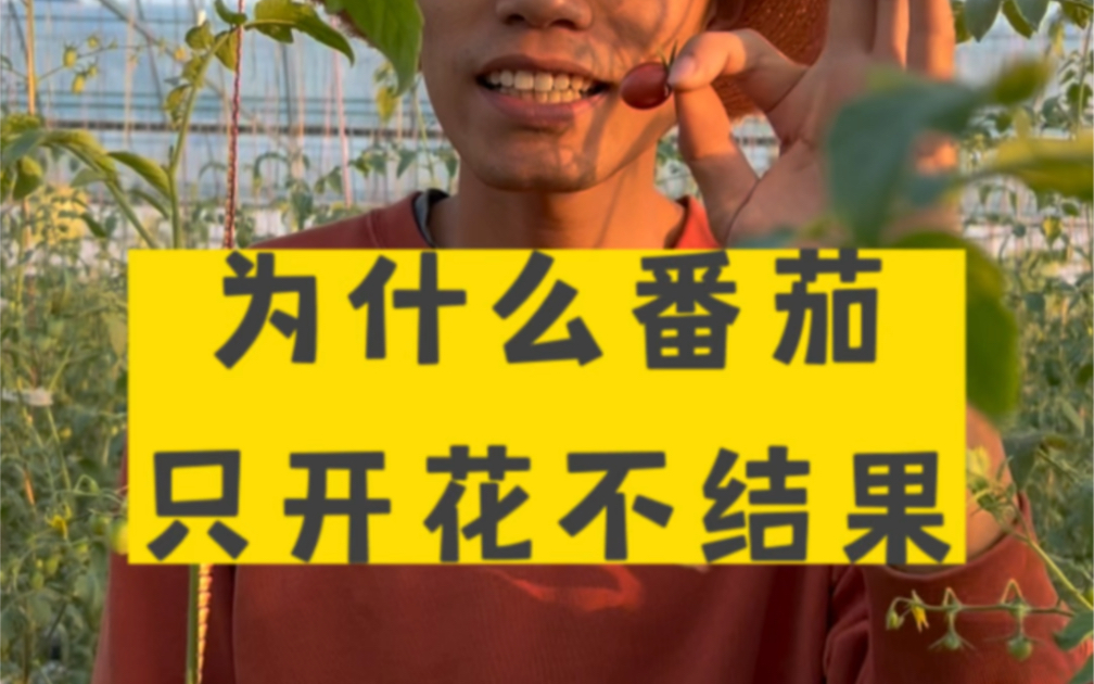 小番茄只开花不结果?就这3种原因