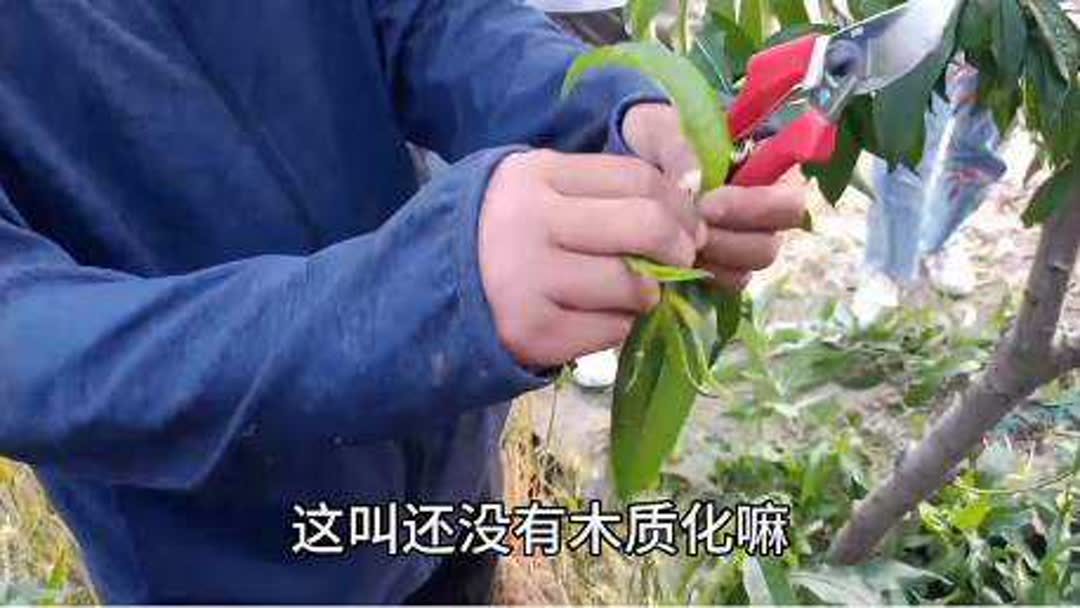 如何判断果树是否木质化