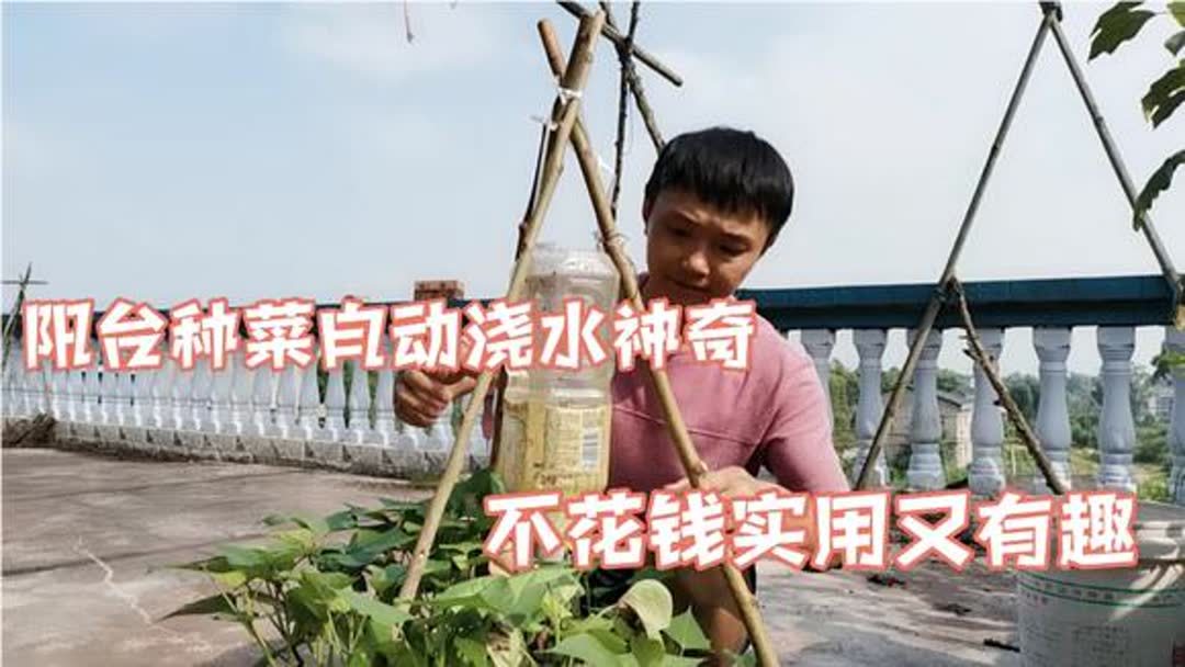阳台种菜浇水是件麻烦事,教你做自动浇水器,不花钱实用又有趣