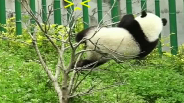 熊猫:这小树也太不耐爬了吧!可怜的树还没长大就没了