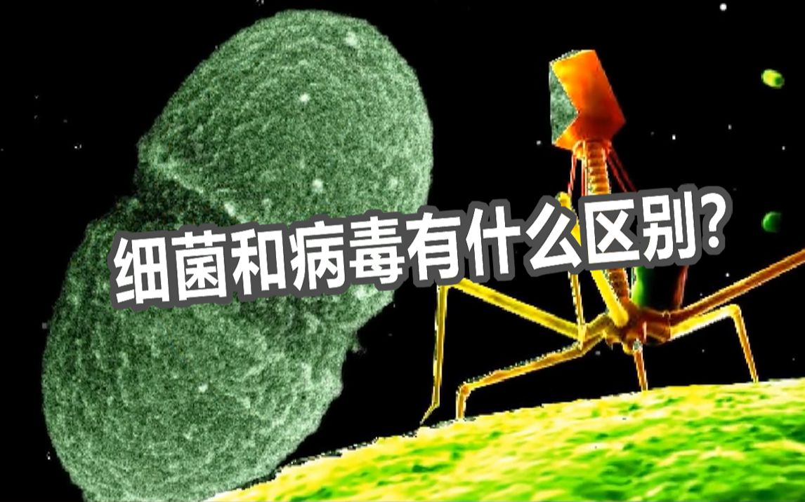细菌和病毒有什么区别?