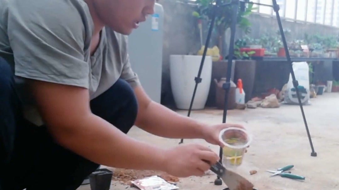 刚刚学了老农的种植技术,在家里种一颗芒果,什么时候能吃到芒果