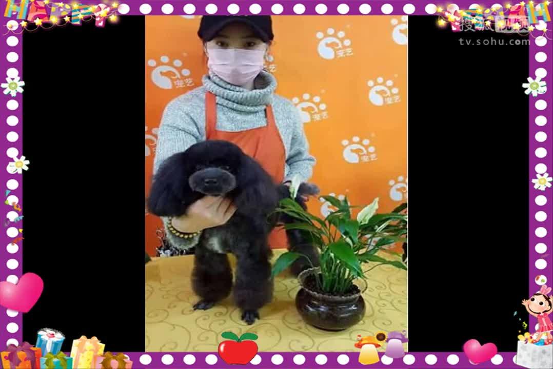 宠物美容师培训费用大概多少钱宠艺