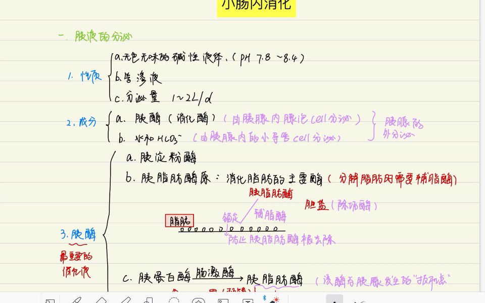 生理——小肠内消化