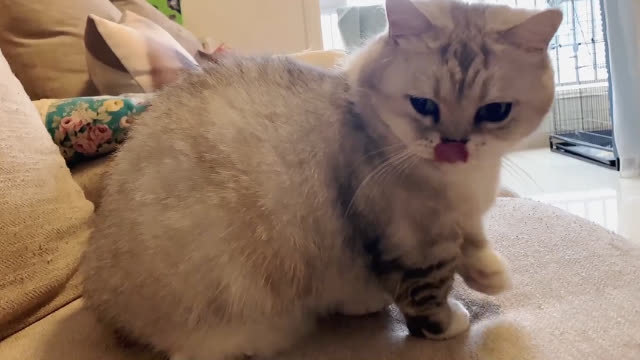 猫咪爱你的表现有很多,这个测试能说明本质,公猫只爱小姐