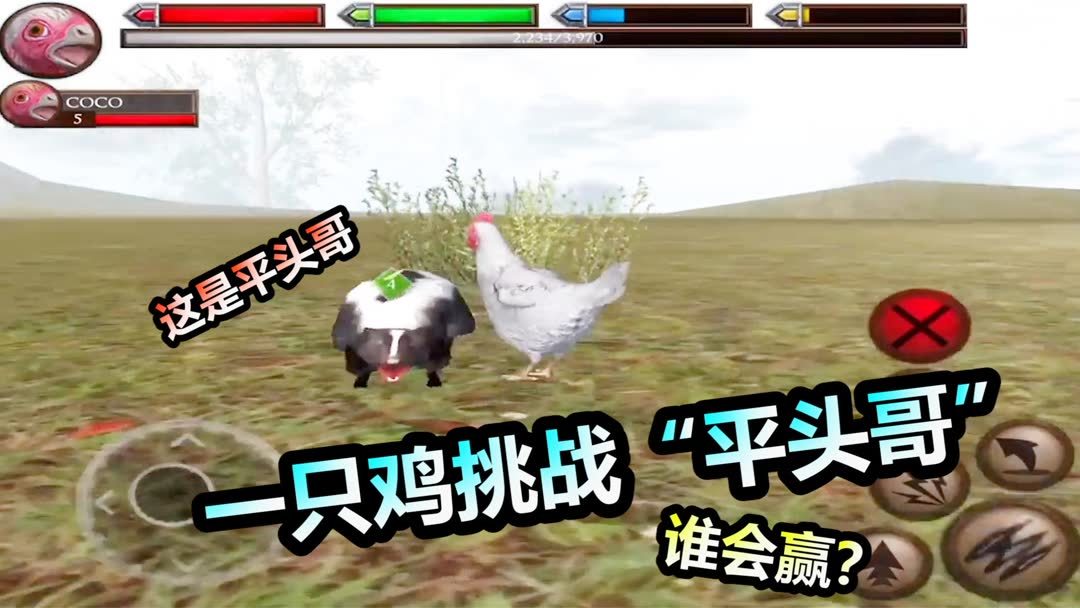 模拟母鸡:变成一只鸡去挑战"平头哥"会发生什么事?没令我失望